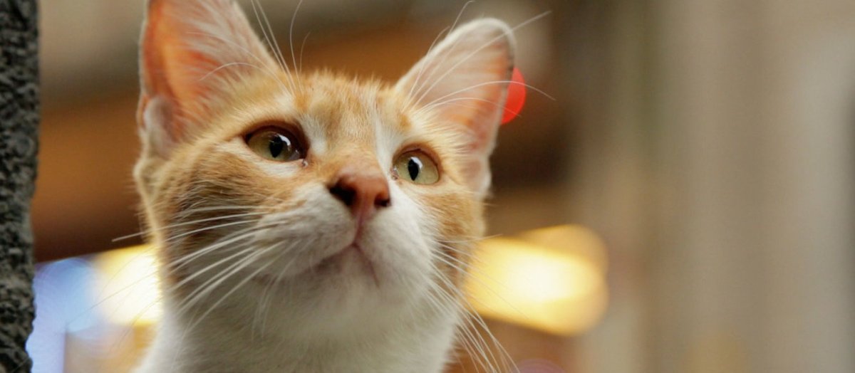Kedi – Film Review – No More Workhorse